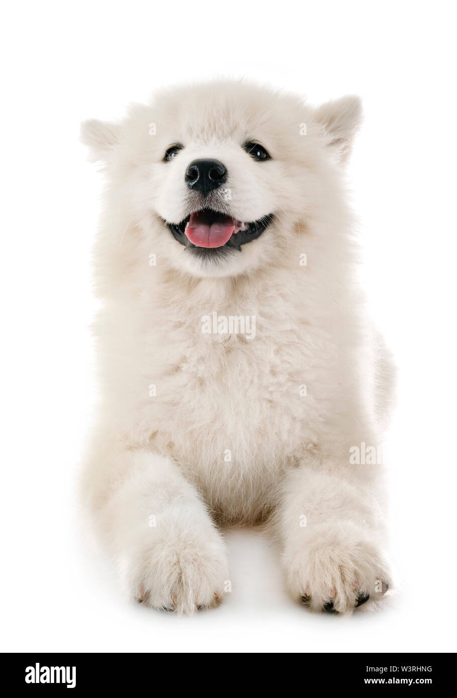 puppy samoyed dog in front of white background Stock Photo - Alamy