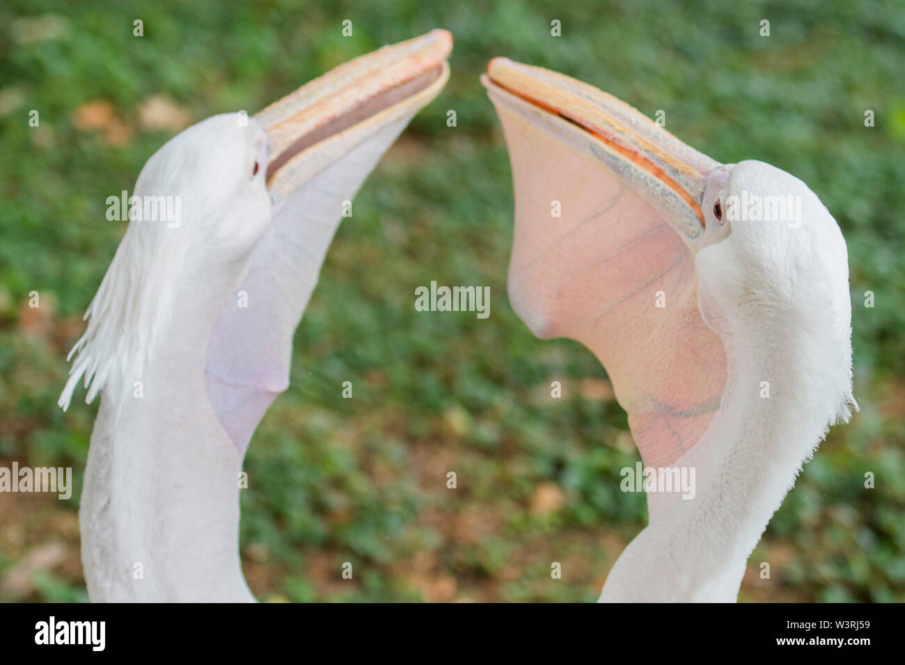 St James Park, London, UK. 17th July 2019. Three old and three new ...