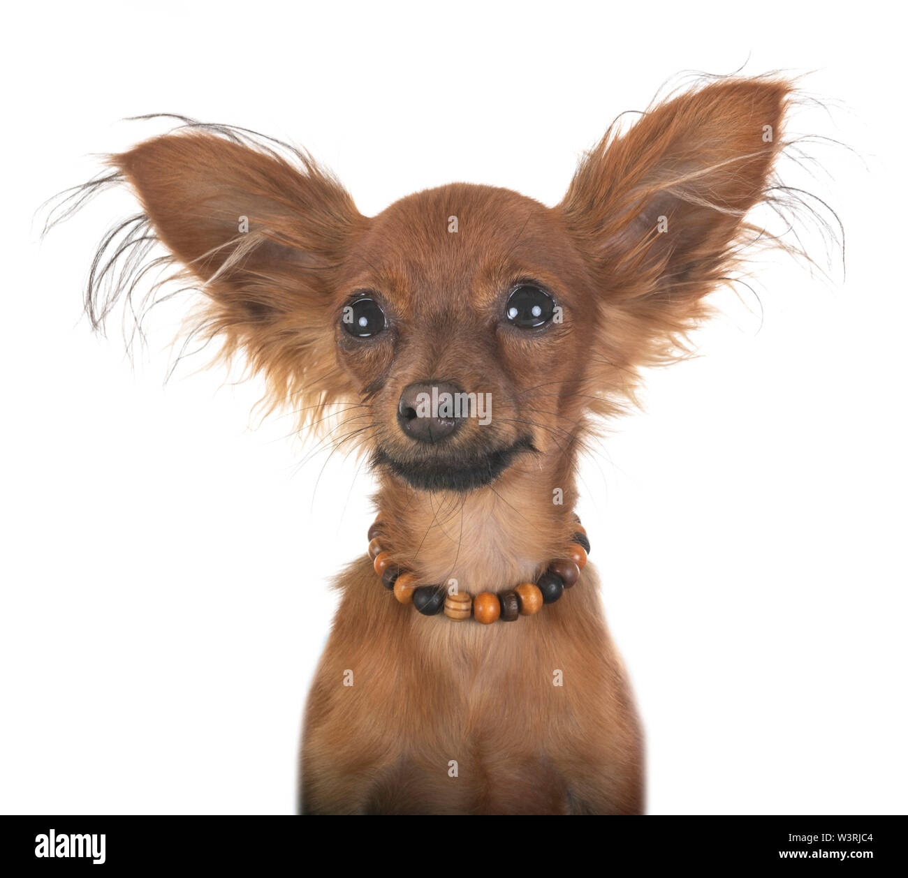 Russkiy toy hi-res stock photography and images - Alamy