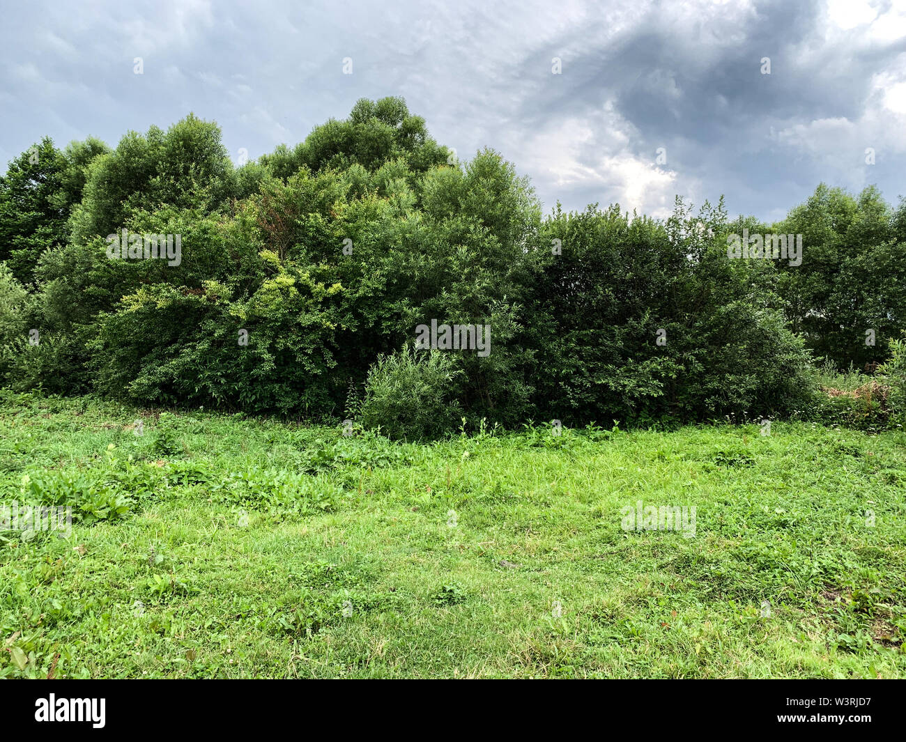 Green forest in ukrainian forest in summertime Stock Photo - Alamy