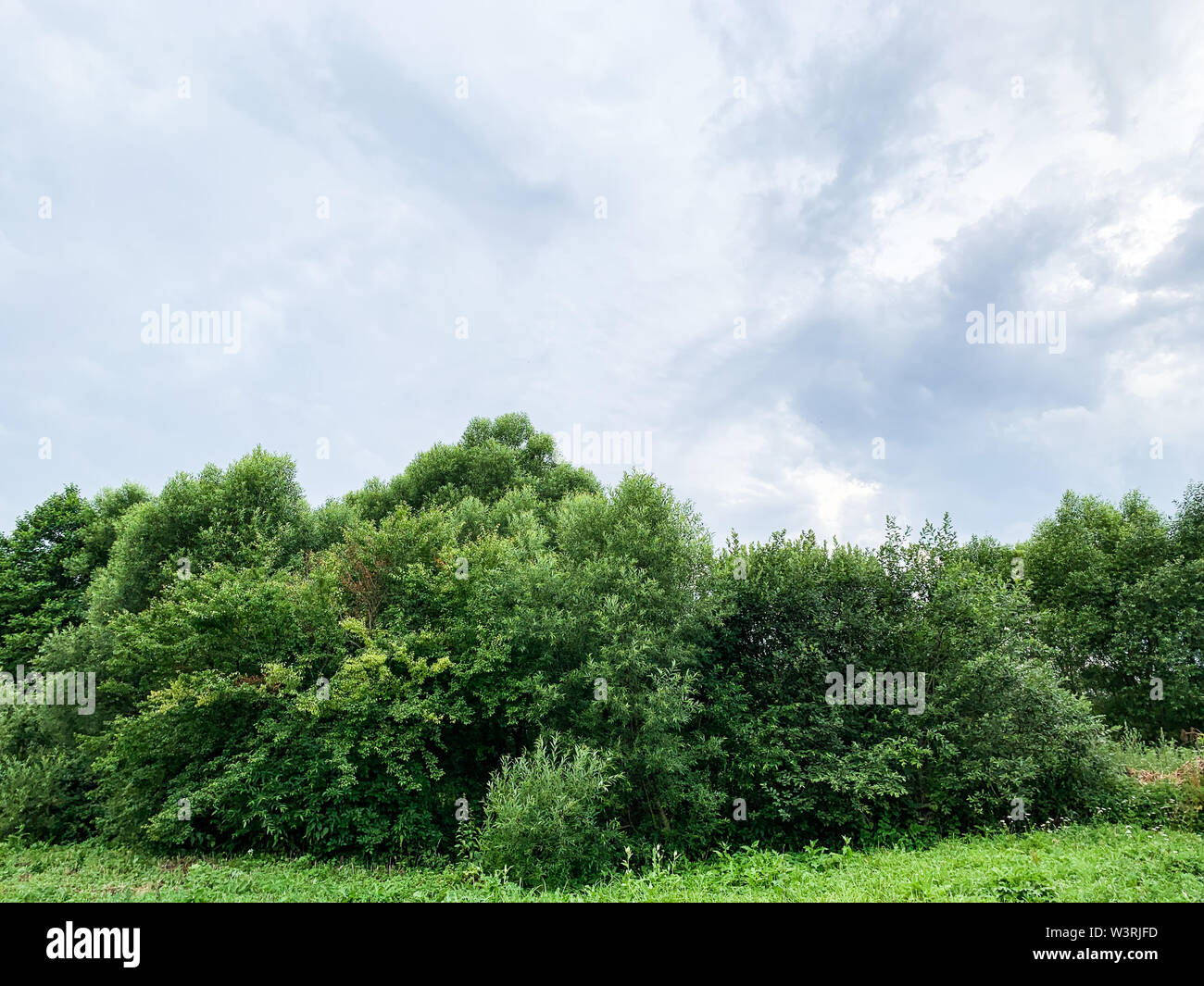 Green forest in ukrainian forest in summertime Stock Photo - Alamy