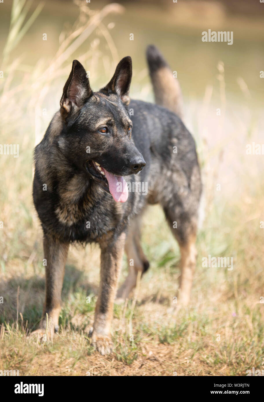 training of german gray shepherd in the nature Stock Photo - Alamy