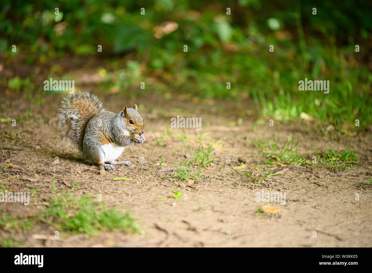 Woodland Squirrels in British Spring / Summertime Stock Photo - Alamy