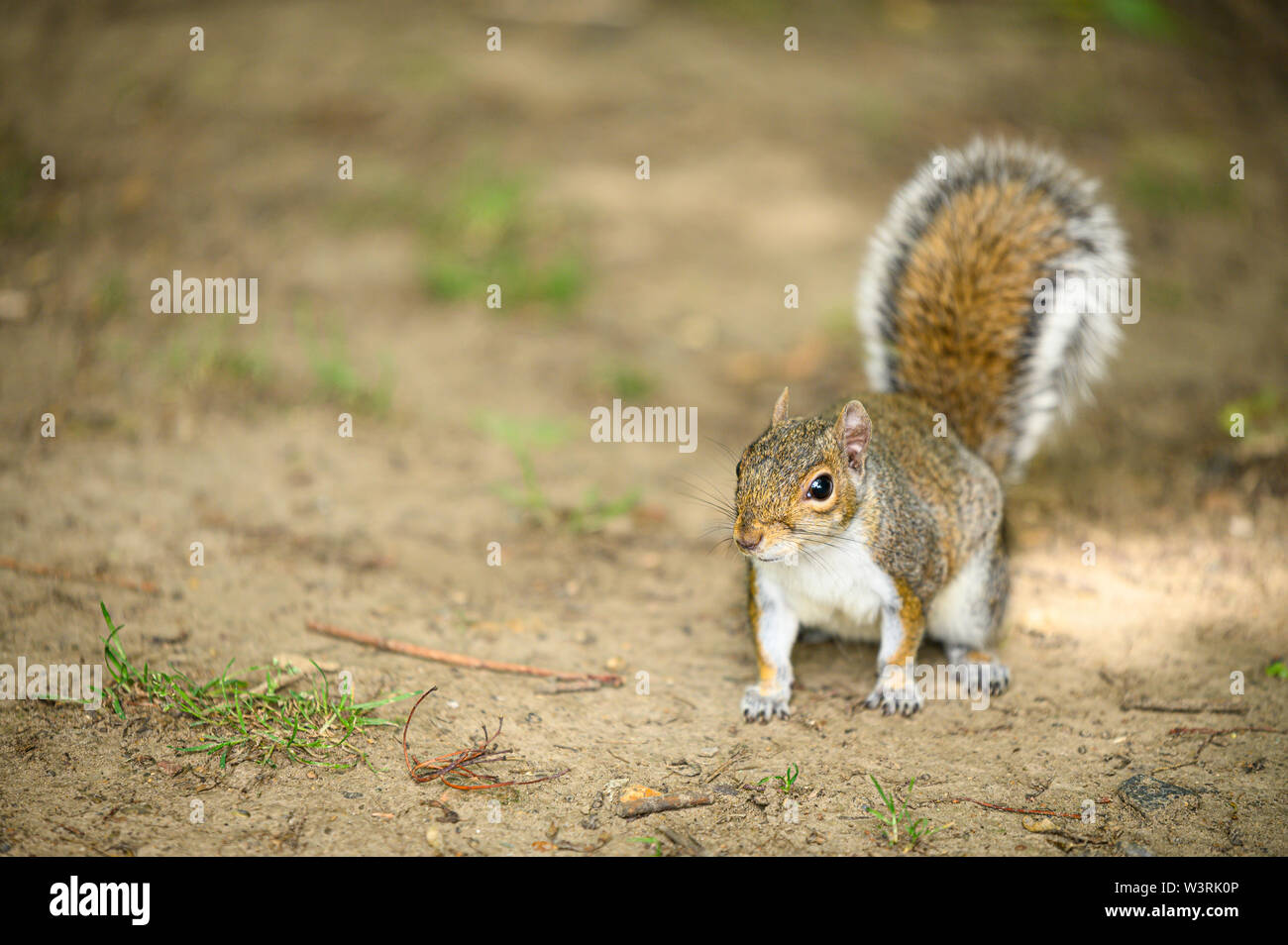 Woodland Squirrels in British Spring / Summertime Stock Photo - Alamy
