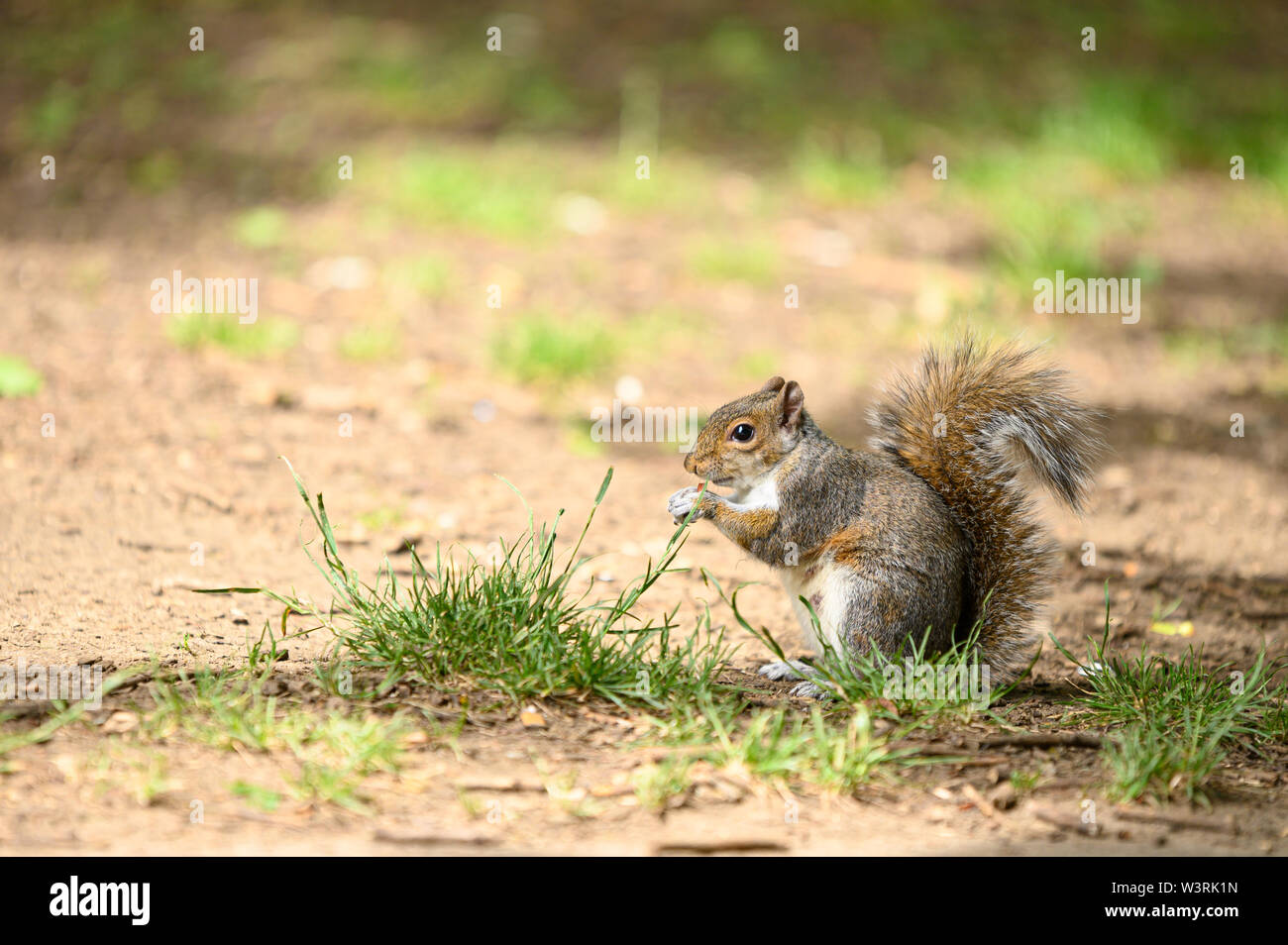 Woodland Squirrels in British Spring / Summertime Stock Photo - Alamy