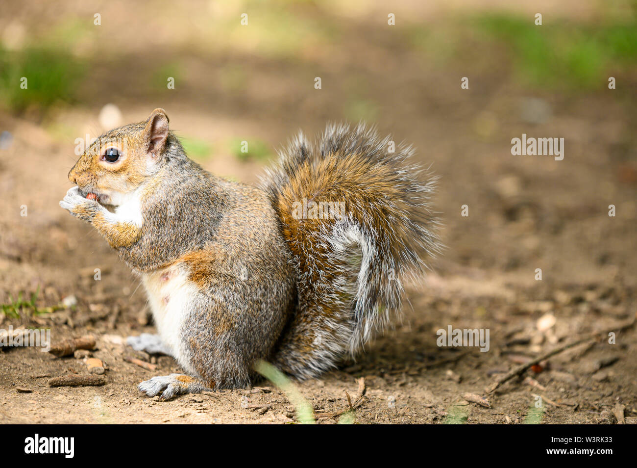 Woodland Squirrels in British Spring / Summertime Stock Photo - Alamy
