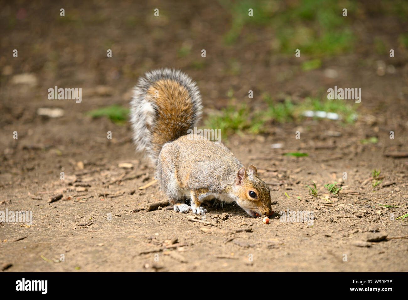 Woodland Squirrels in British Spring / Summertime Stock Photo - Alamy