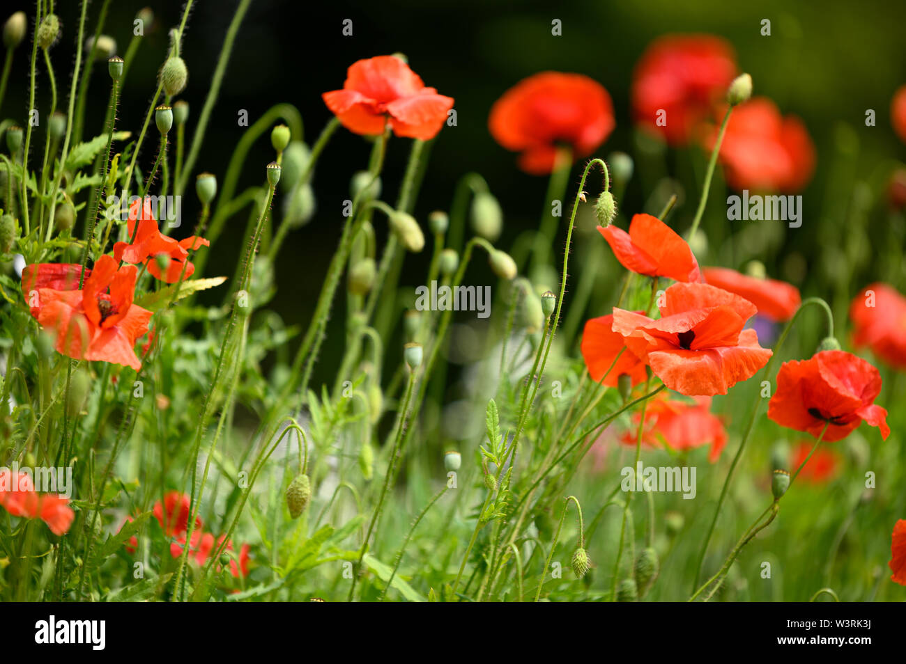 Red Poppies and UK wildflowers Stock Photo - Alamy