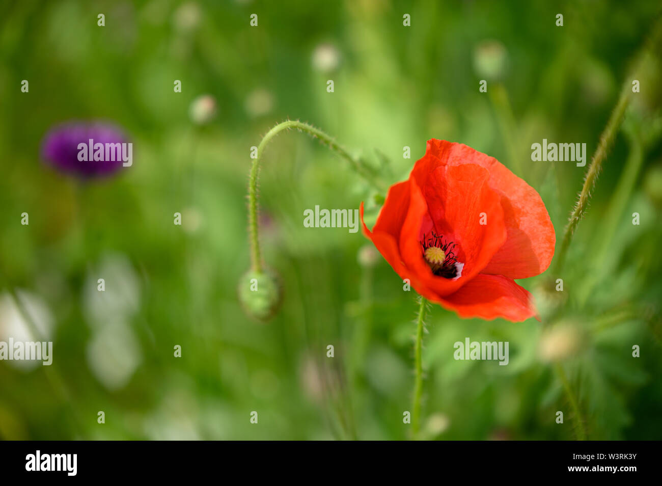 Red Poppies and UK wildflowers Stock Photo - Alamy