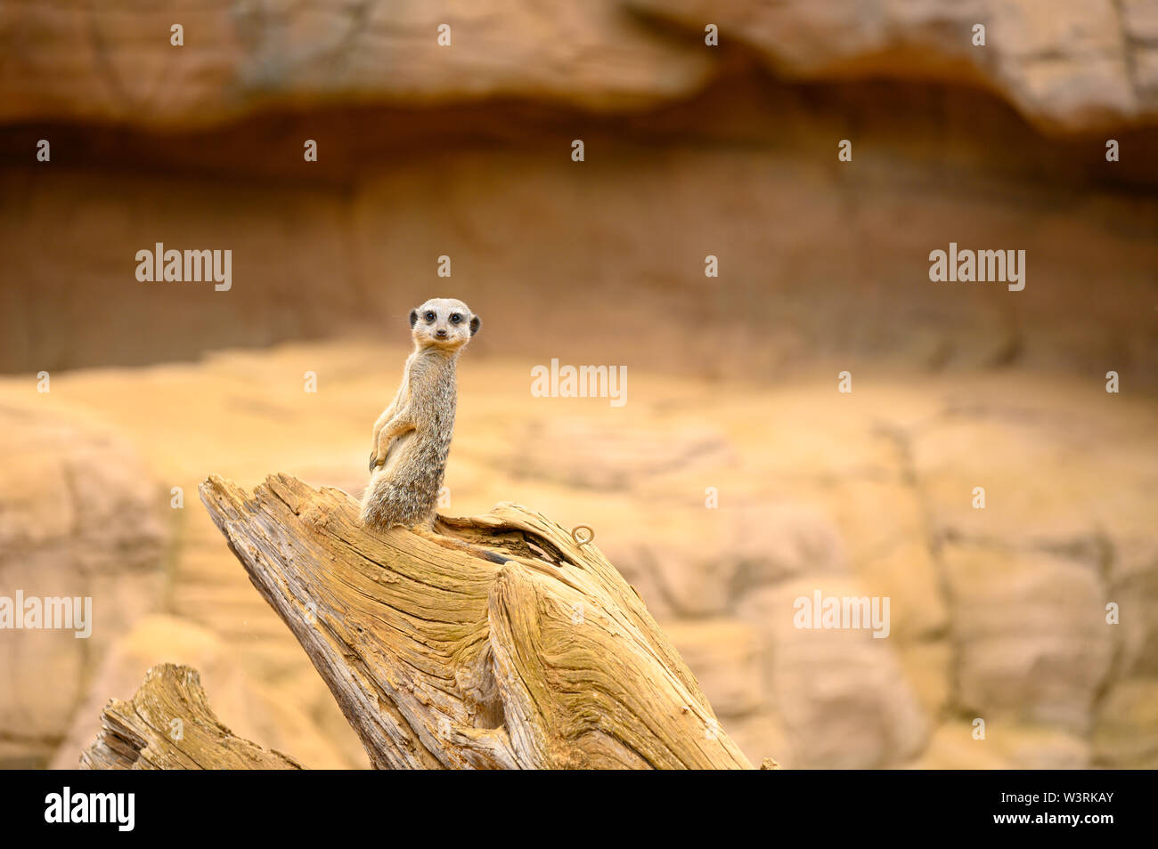 Lone meerkat keeping watch on a tree stump Stock Photo - Alamy