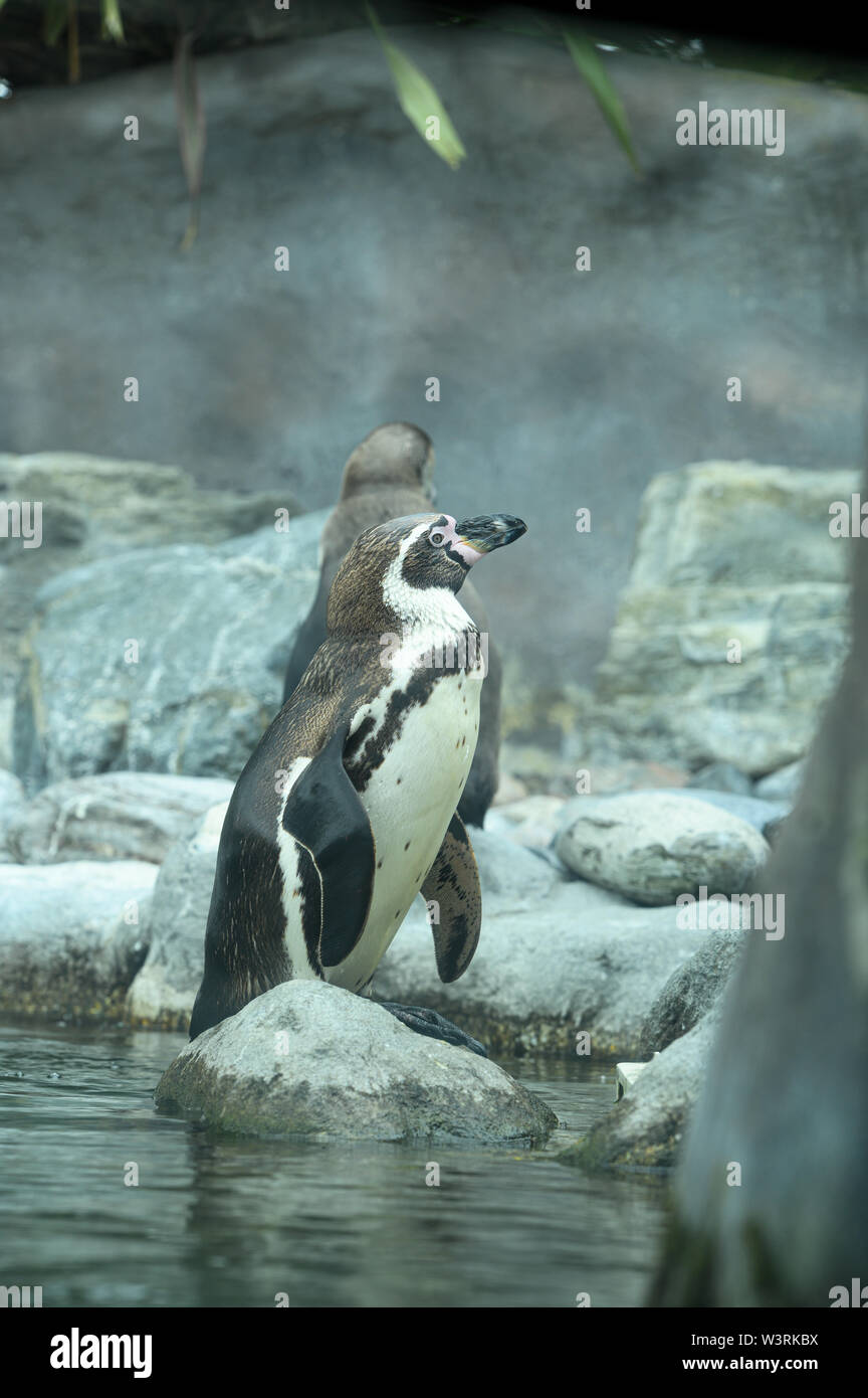 Penguins standing at the zoo Stock Photo - Alamy