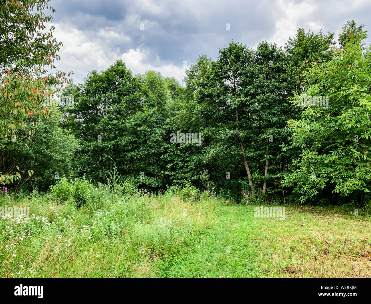Green forest in ukrainian forest in summertime Stock Photo - Alamy