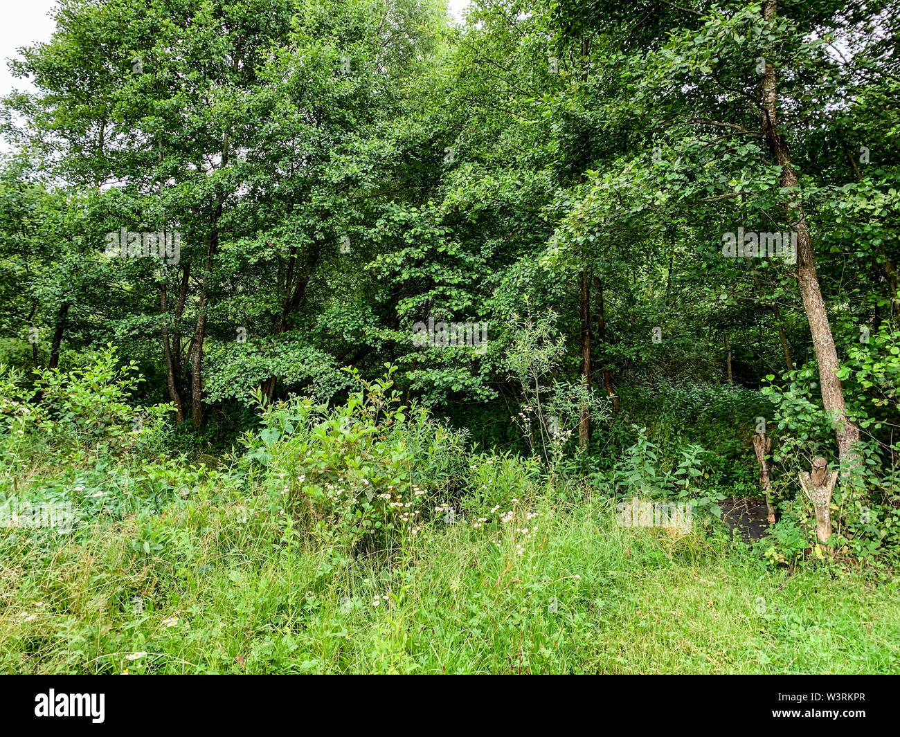 Green forest in ukrainian forest in summertime Stock Photo - Alamy