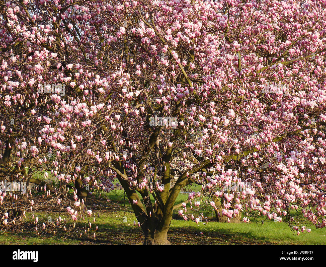 Beautiful big flowering tree of magnolia Stock Photo - Alamy