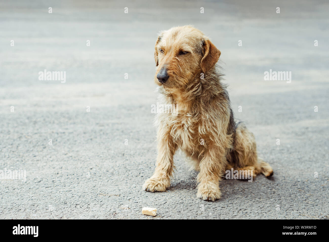 shaggy dog sitting on the pavement Stock Photo - Alamy