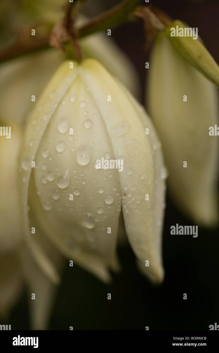 The flowers of a Yucca gloriosa, also known as mound lily, Spanish ...