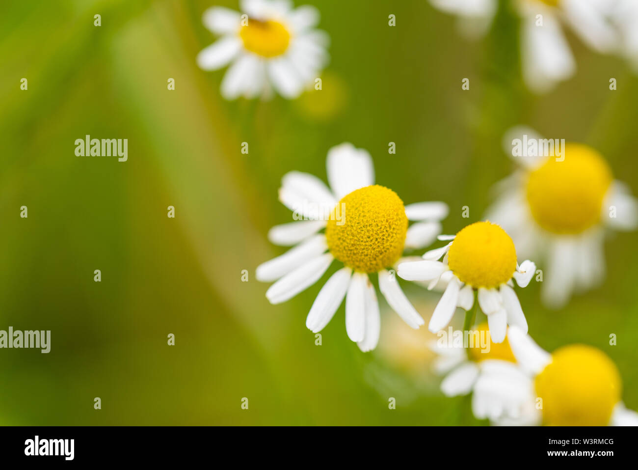 Focus on nature Flowers, leaves and stems Stock Photo - Alamy