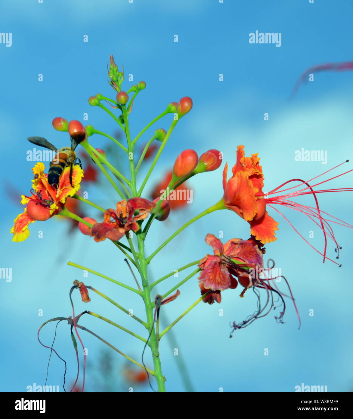 A wasp eating nectar on a tropical flowering plant, Caesalpinia ...