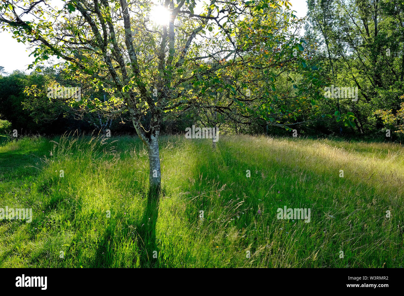 walnut tree, Lherm, lot valley, france Stock Photo - Alamy