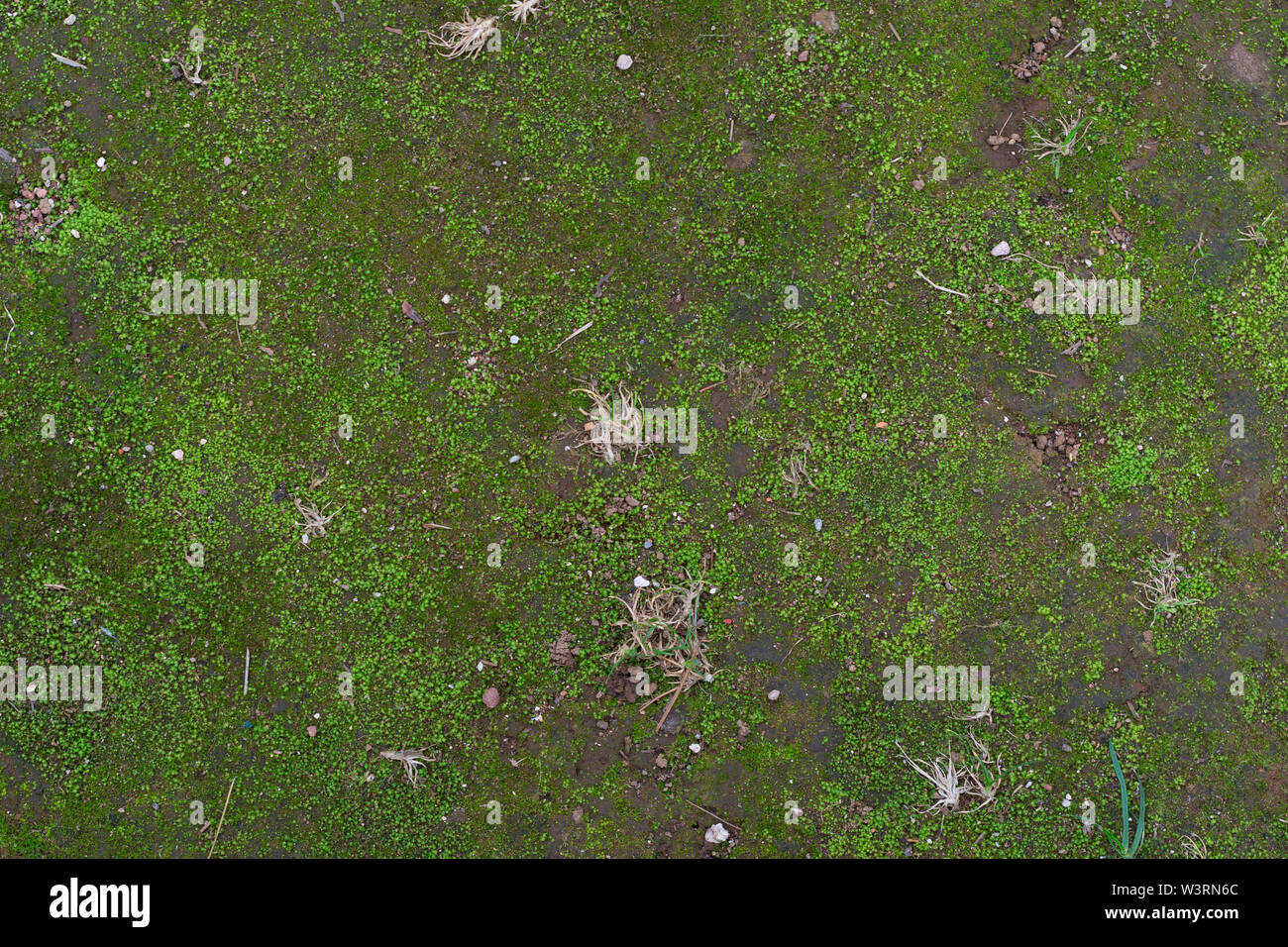 Mold texture hi-res stock photography and images - Alamy