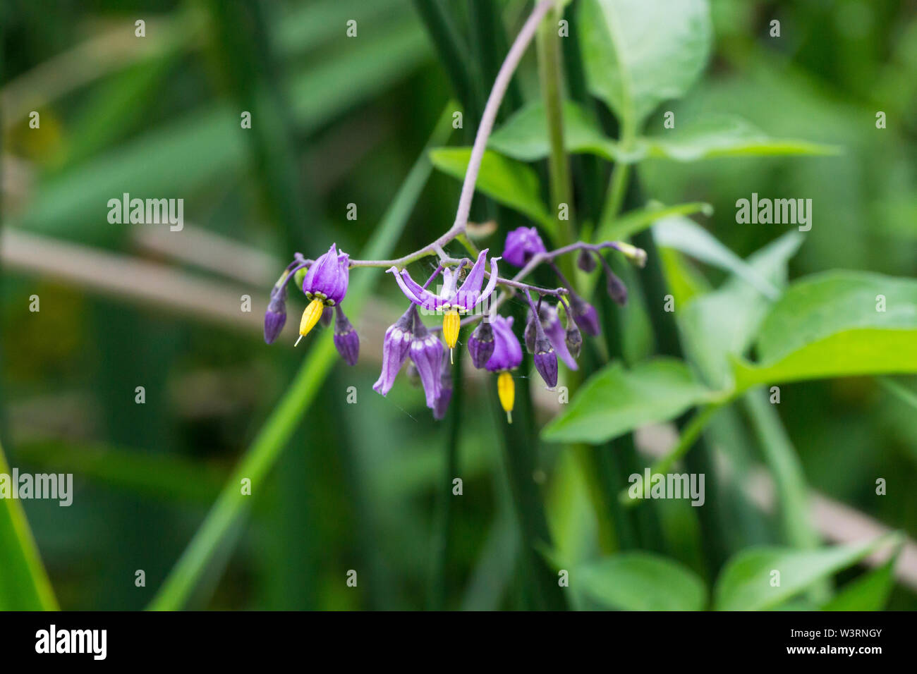 Bell shaped yellow flower hi-res stock photography and images - Alamy