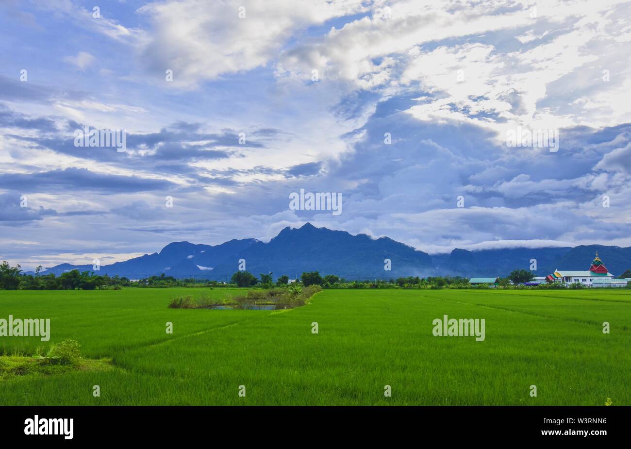 Rice field with beautiful blue sky Stock Photo - Alamy