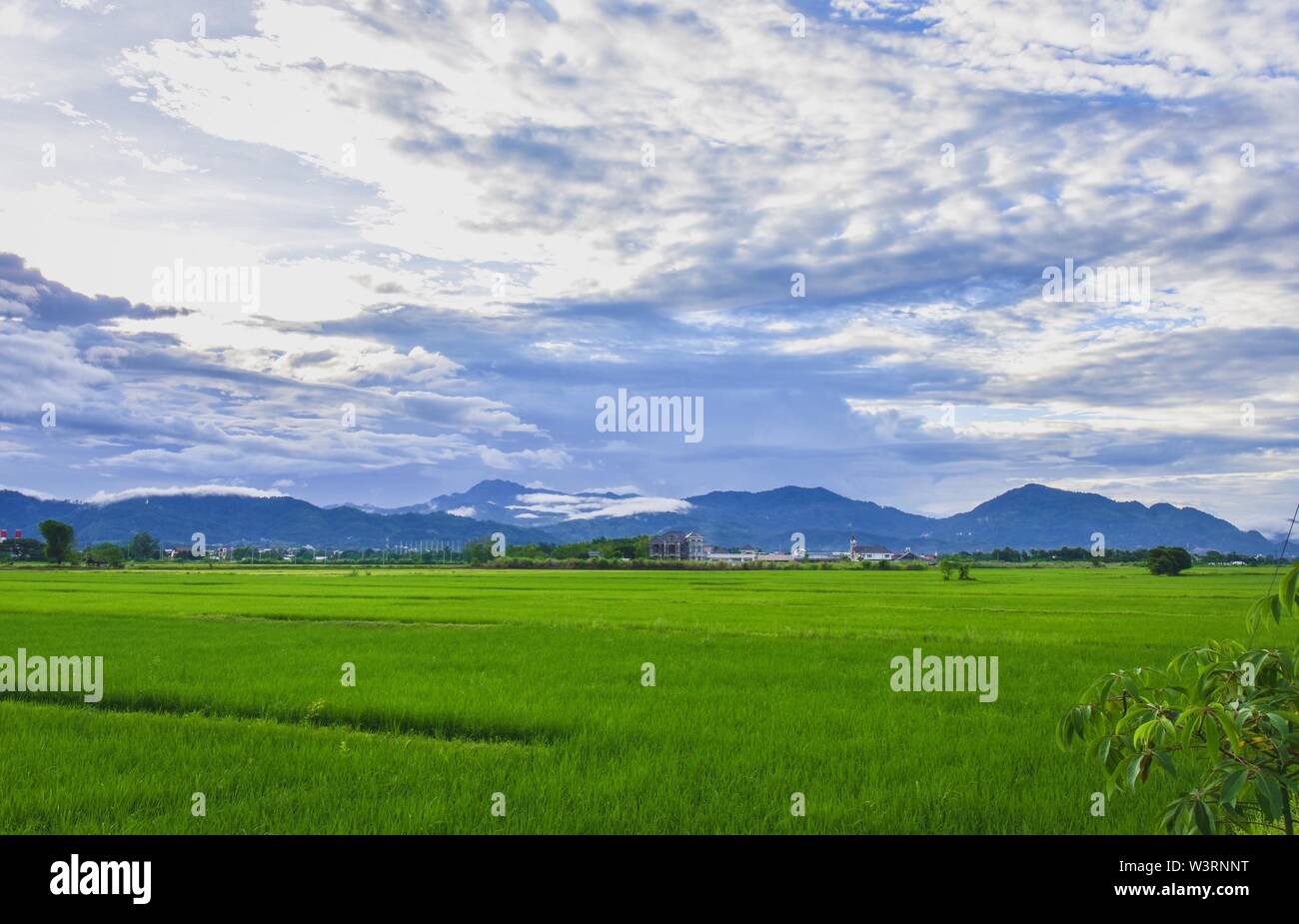 Rice field with beautiful blue sky Stock Photo - Alamy