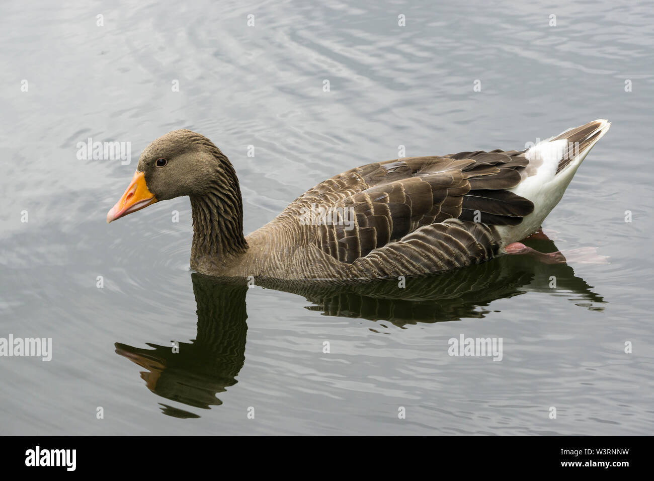 Floating goose hi-res stock photography and images - Alamy