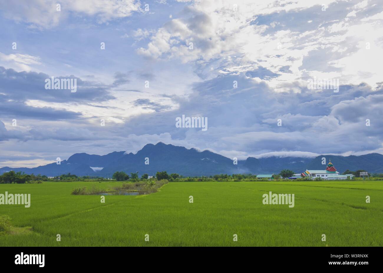 Rice field with beautiful blue sky Stock Photo - Alamy