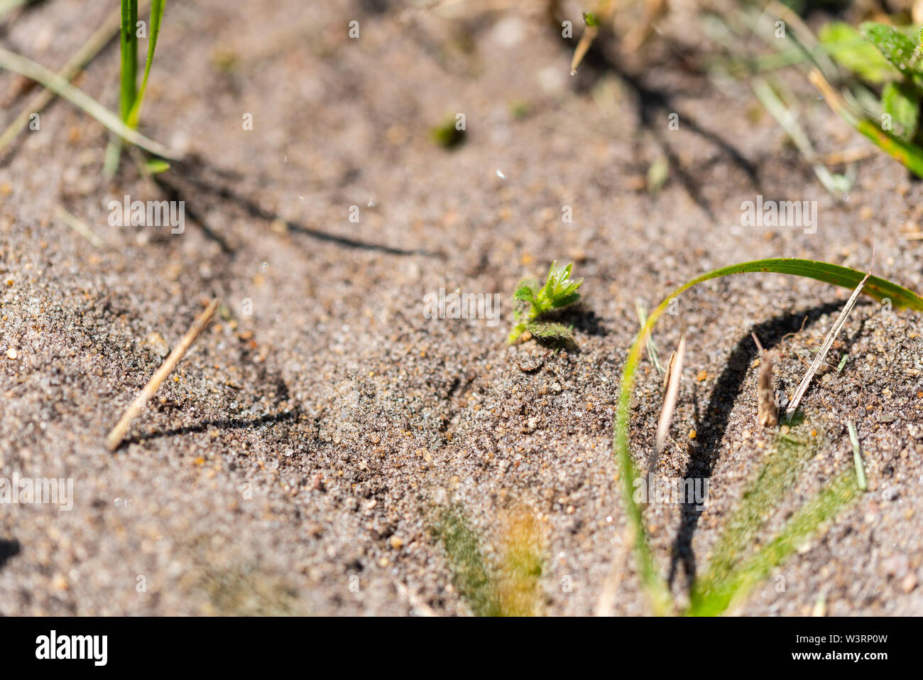 small things are shown in a very big size Stock Photo - Alamy