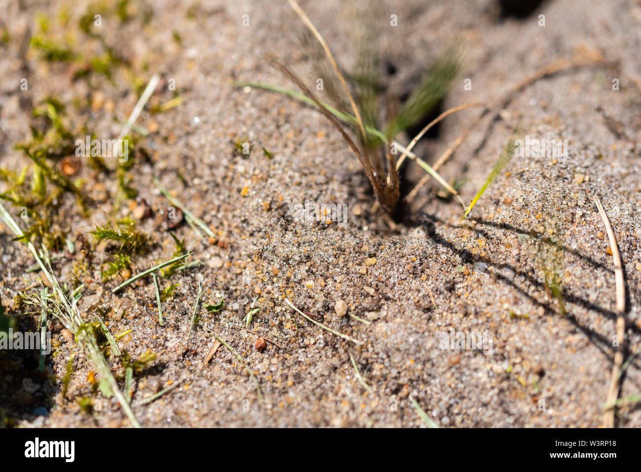 Leaf shown in close hi-res stock photography and images - Alamy
