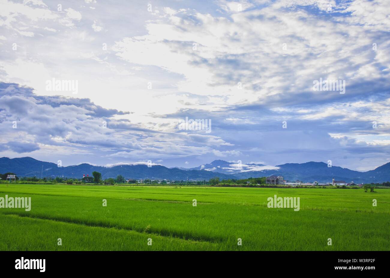 Rice field with beautiful blue sky Stock Photo - Alamy
