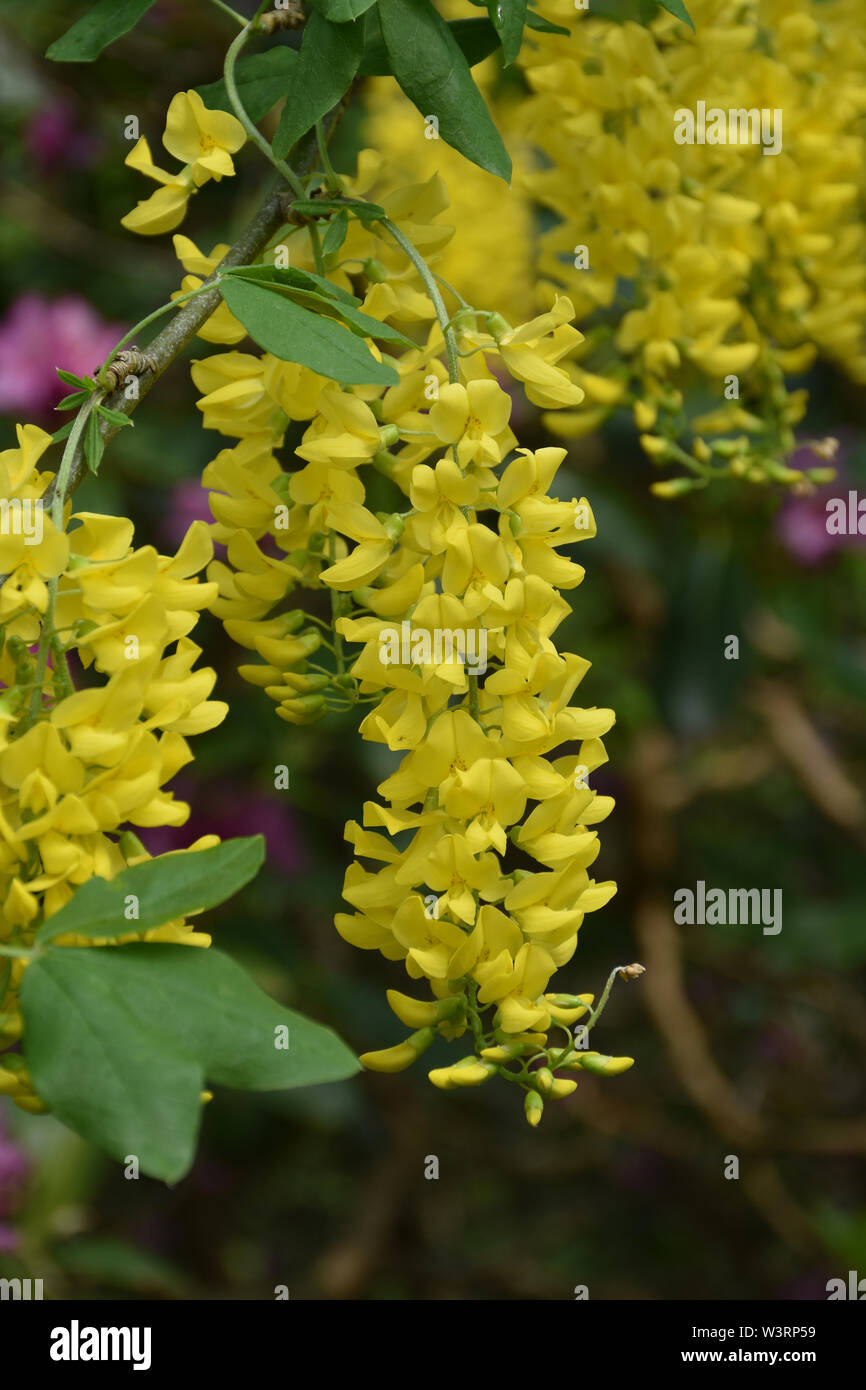 Yellow dangling flowers hi-res stock photography and images - Alamy