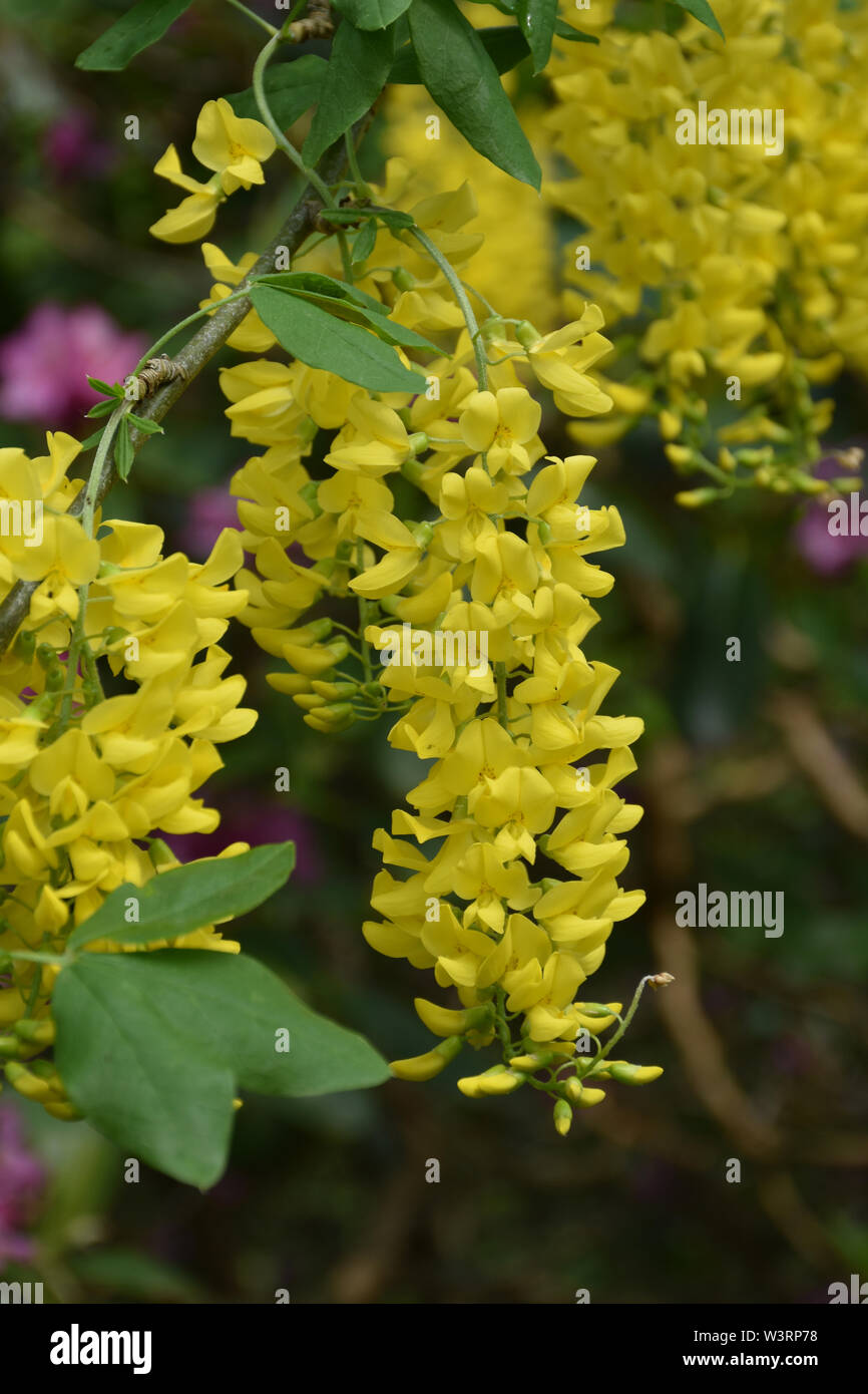 Tree with pretty dangling yellow flower blossoms Stock Photo - Alamy