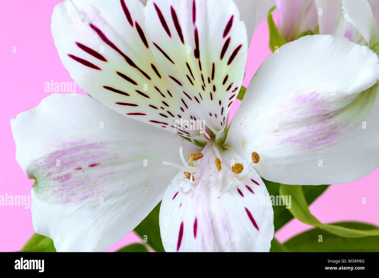 Lily on the incas hi-res stock photography and images - Alamy