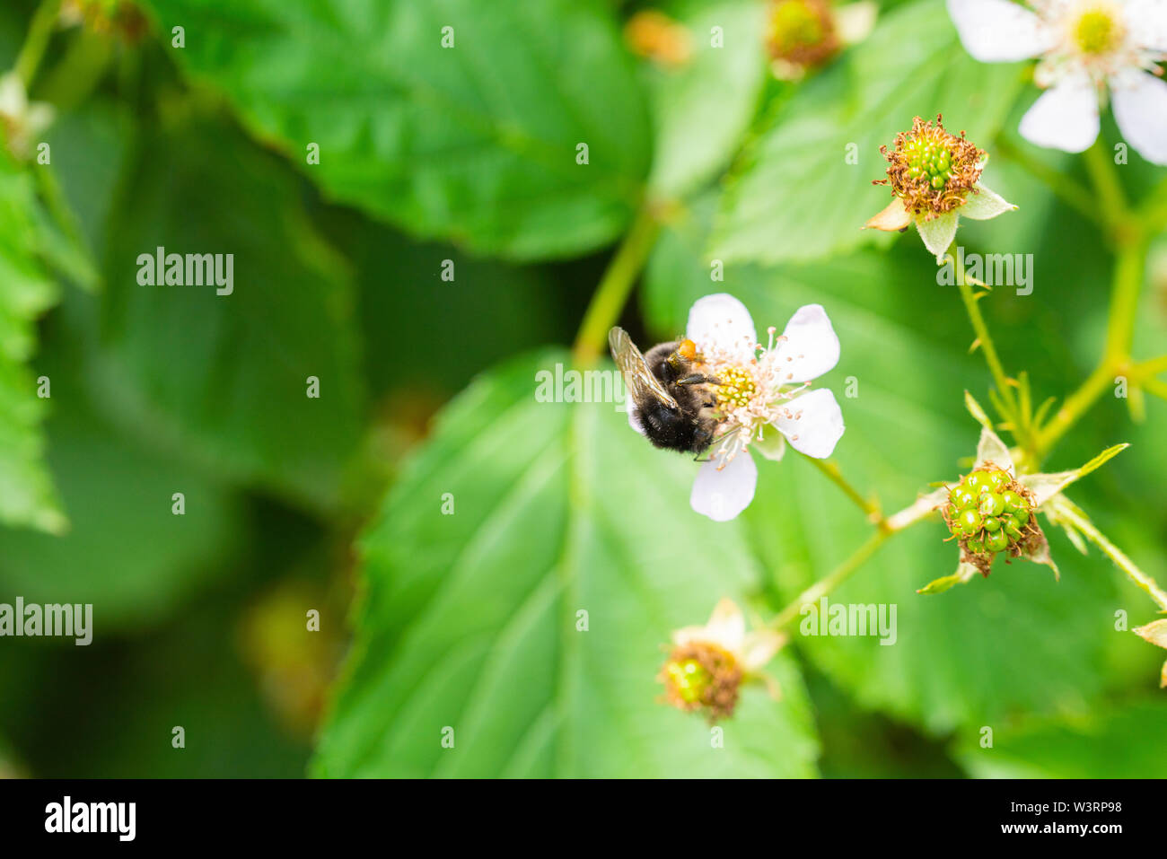 flowers, bees and many other small creatures Stock Photo - Alamy