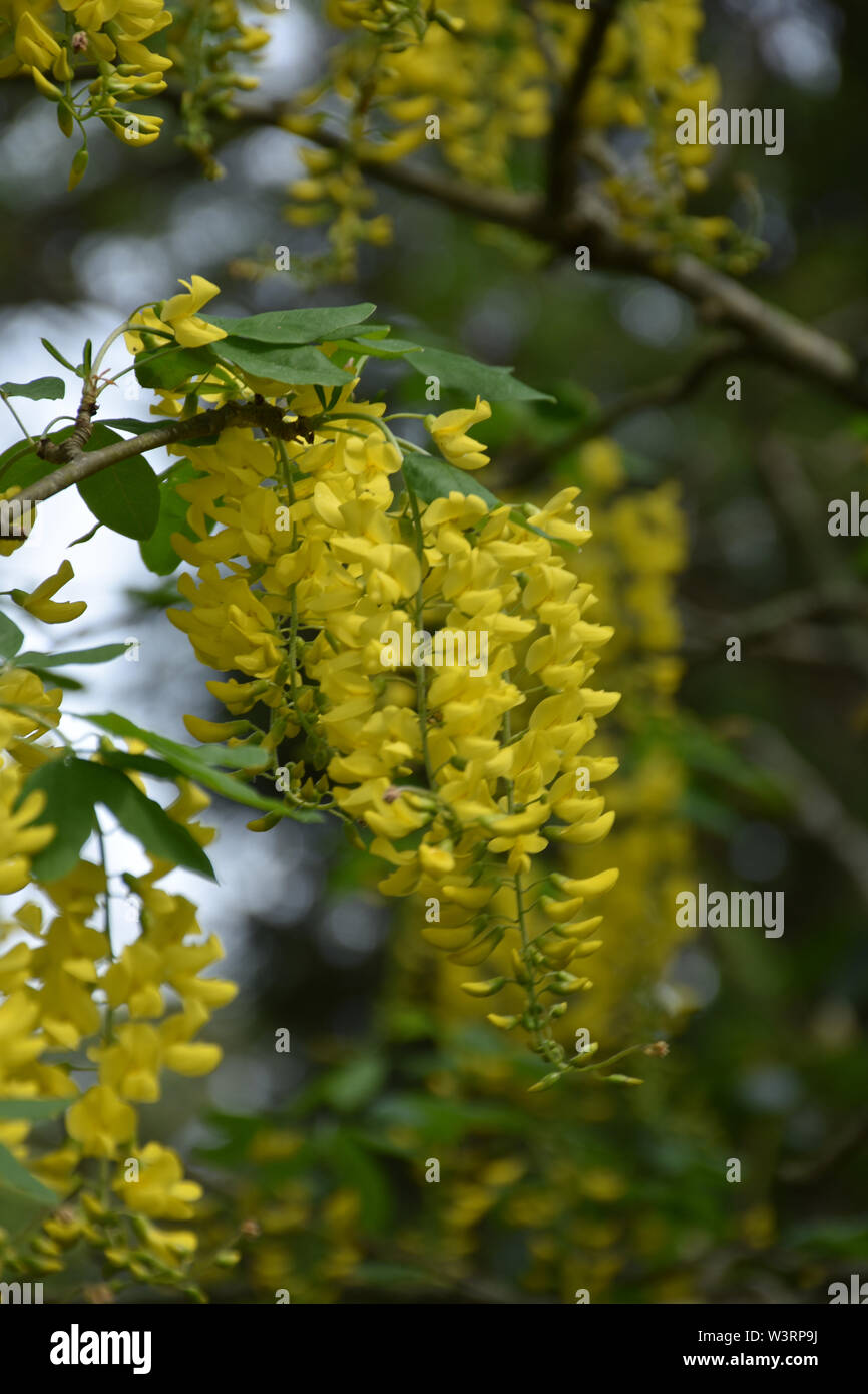 Stunning tree with flowering yellow dangling blossoms Stock Photo - Alamy