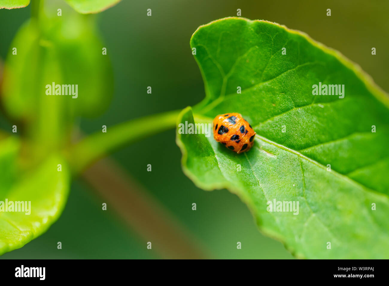 Small creatures hi-res stock photography and images - Alamy