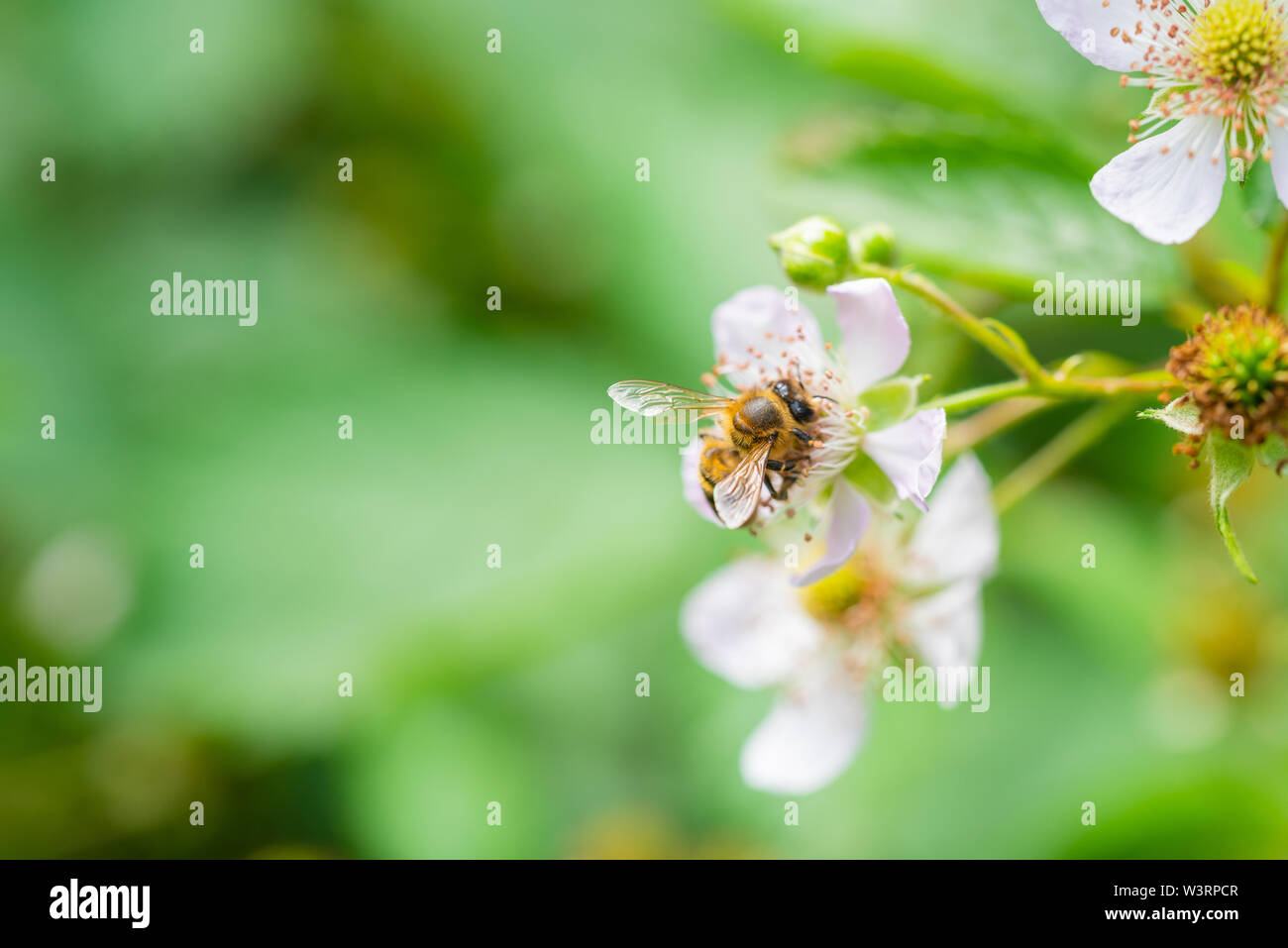 Love bumblebees hi-res stock photography and images - Alamy