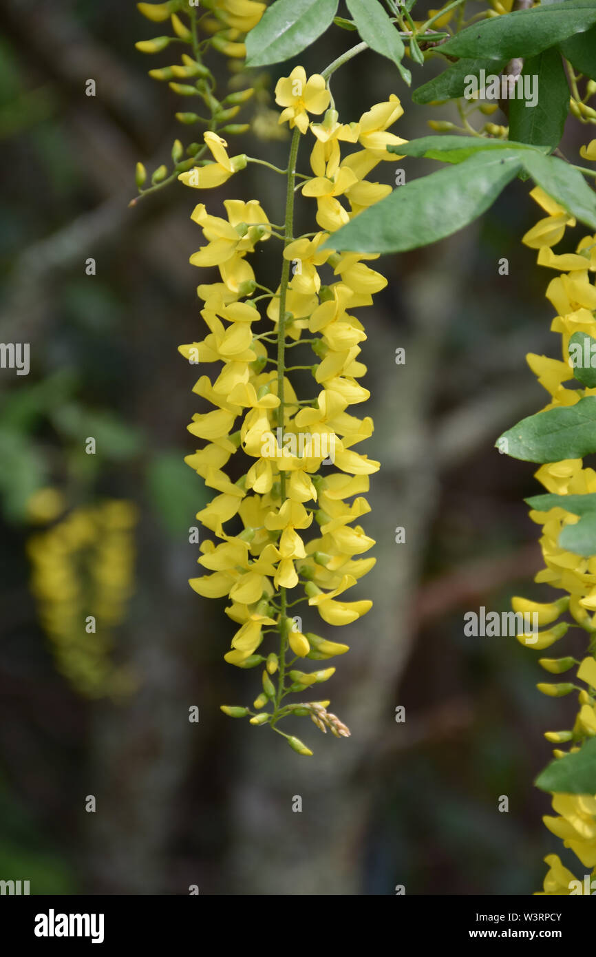 Yellow dangling flower tree hi-res stock photography and images - Alamy