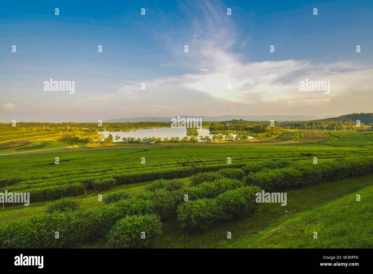 Beautiful scenery of tea plantations Tourist attractions in Chiang Rai ...