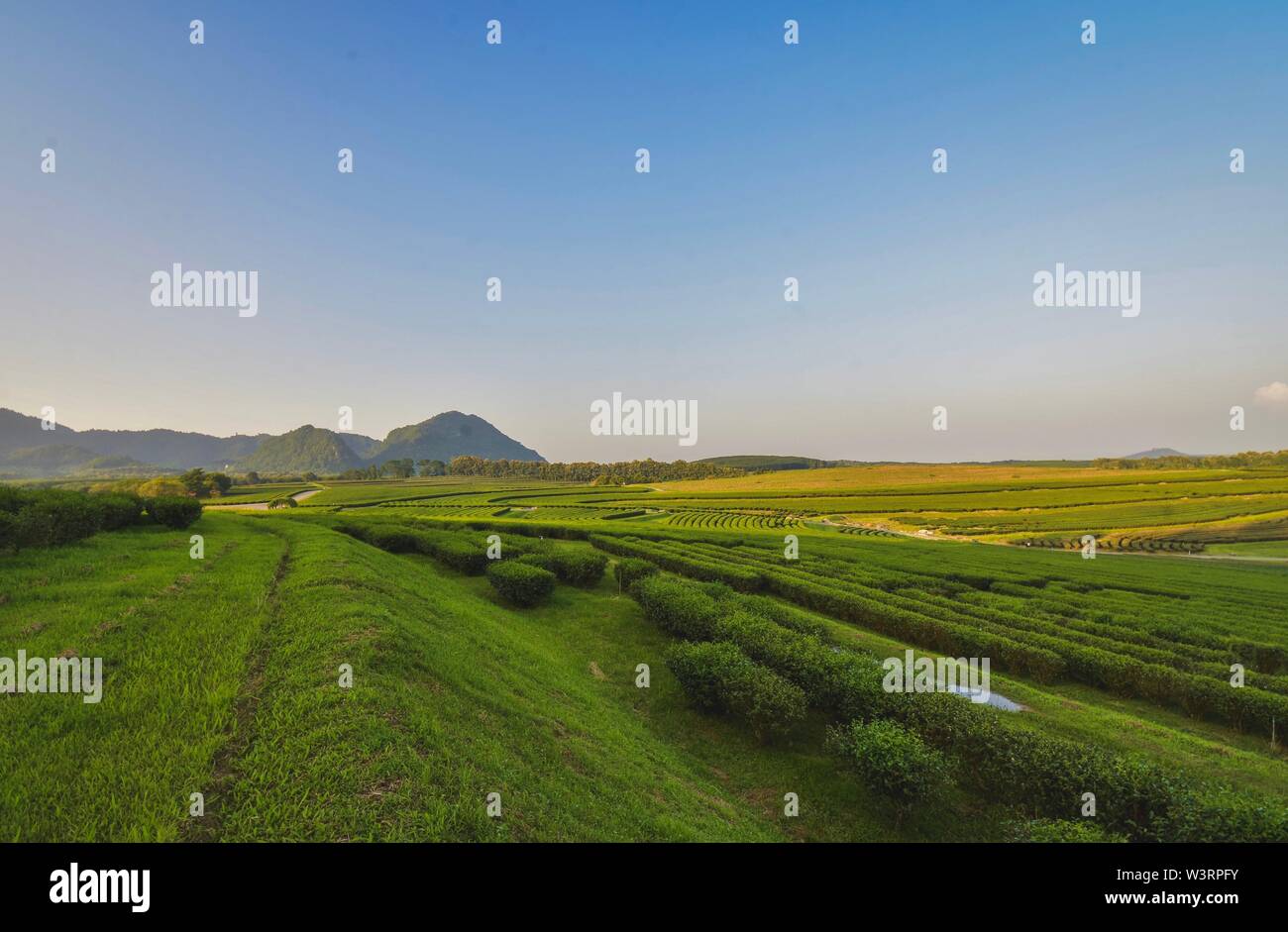 Beautiful scenery of tea plantations Tourist attractions in Chiang Rai ...