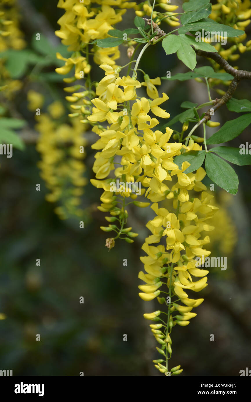 Yellow dangling flower tree hi-res stock photography and images - Alamy