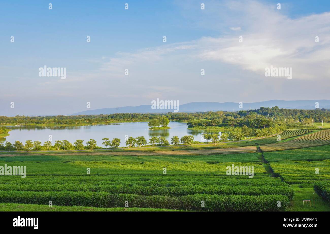 Beautiful scenery of tea plantations Tourist attractions in Chiang Rai ...