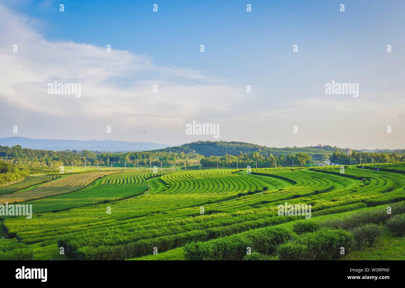 Beautiful scenery of tea plantations Tourist attractions in Chiang Rai ...