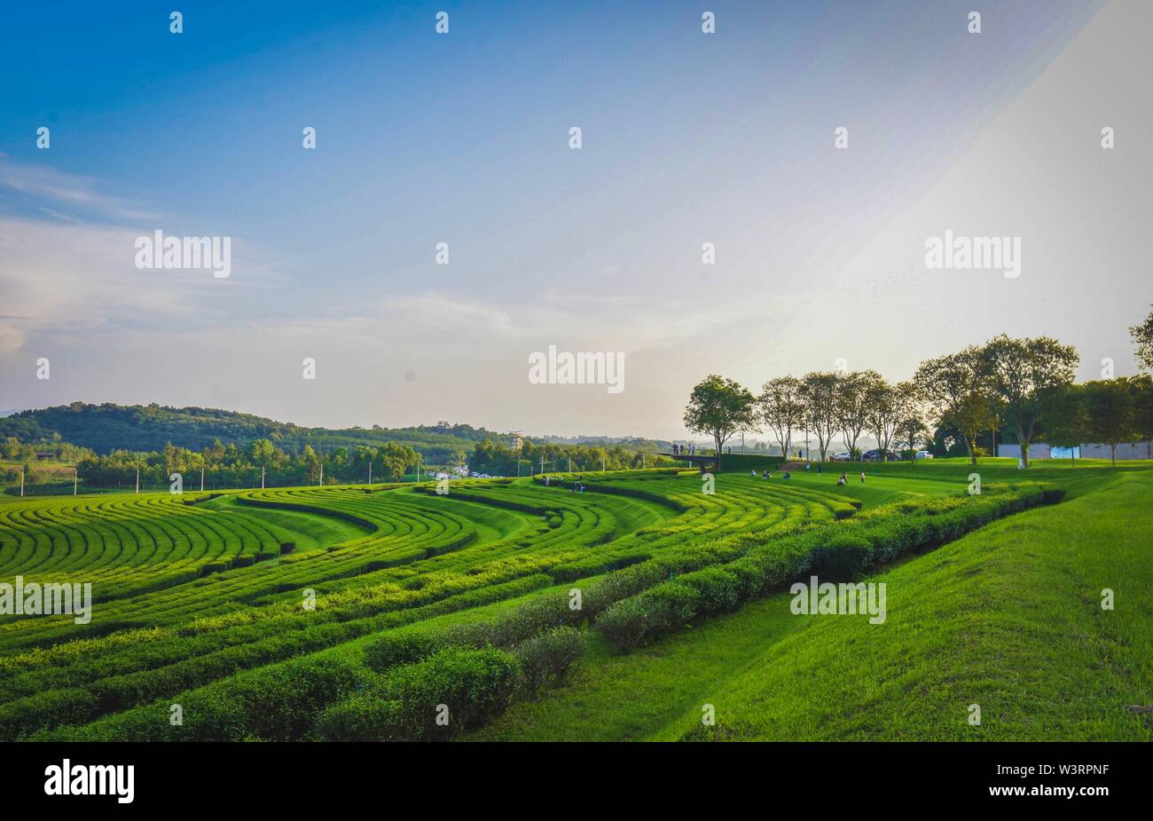 Beautiful scenery of tea plantations Tourist attractions in Chiang Rai ...