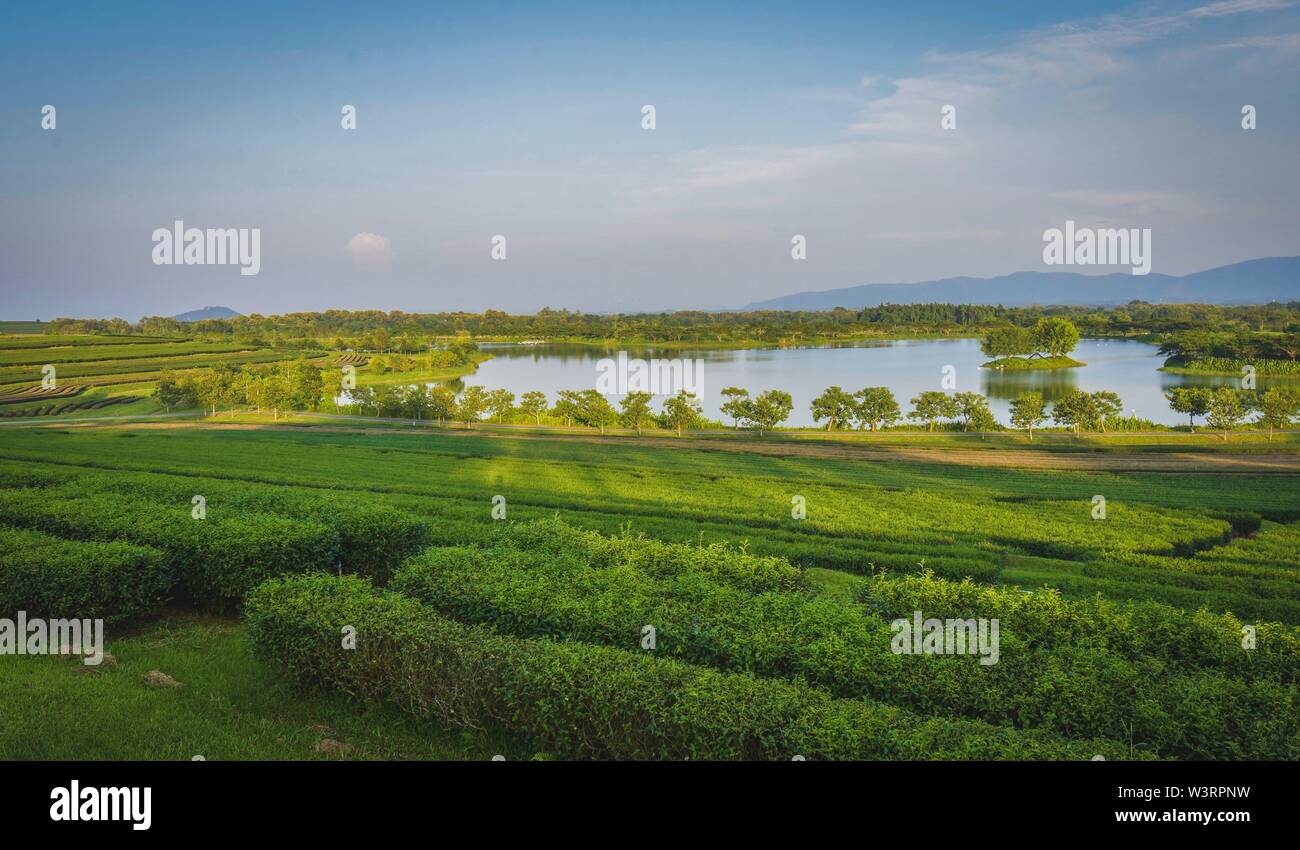 Beautiful scenery of tea plantations Tourist attractions in Chiang Rai ...