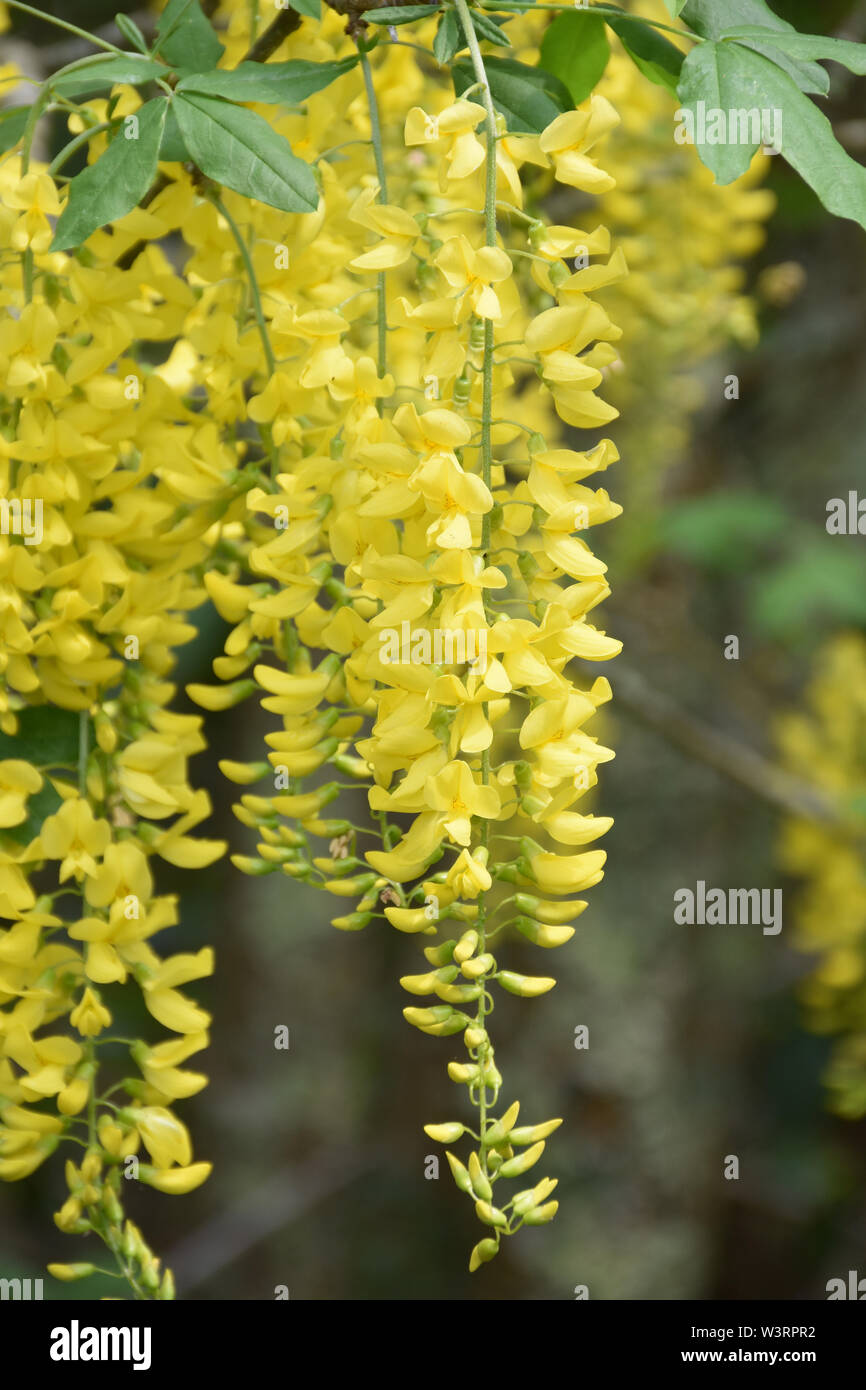 Pretty draping yellow flower blossoms hanging down Stock Photo Alamy