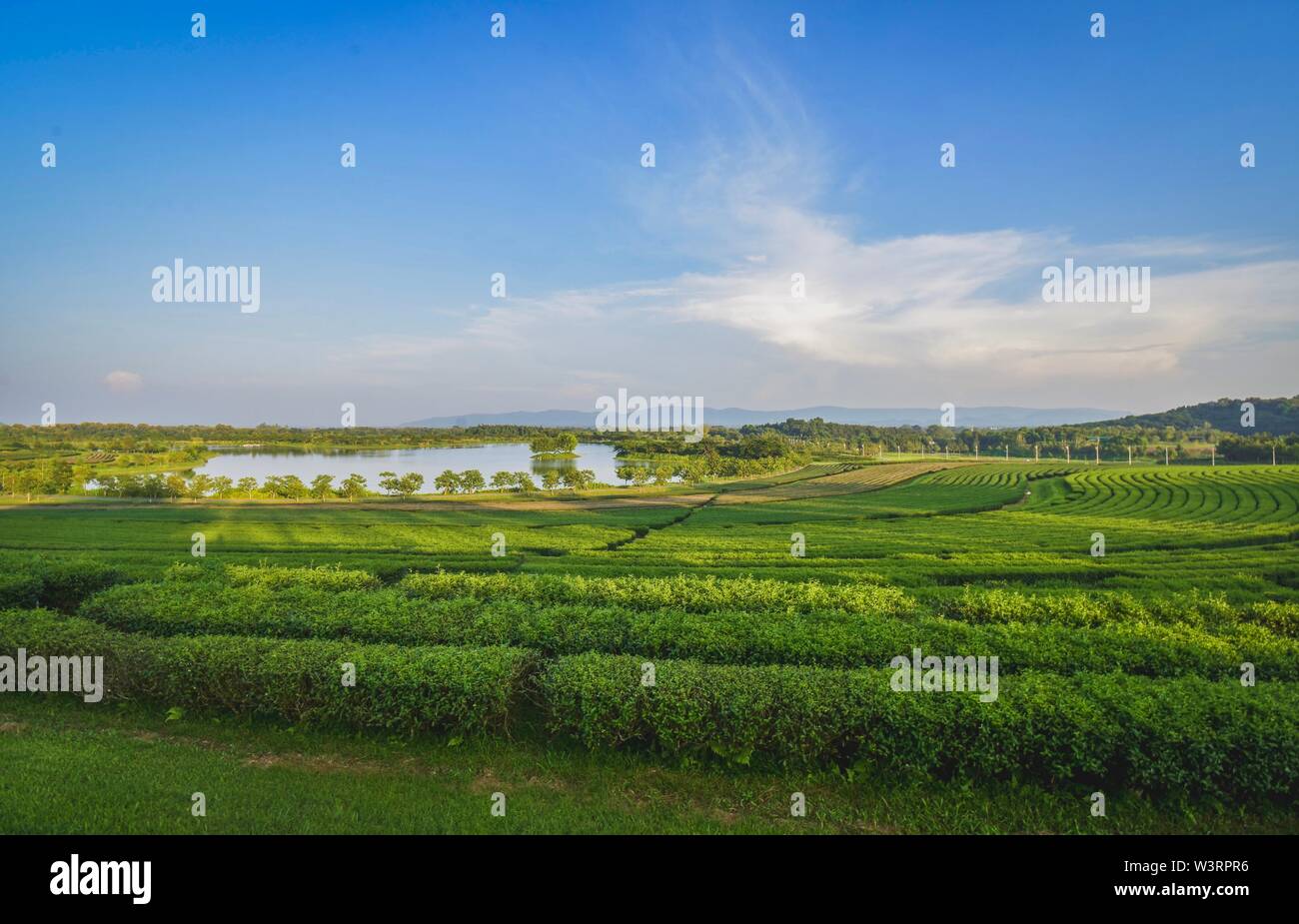 Beautiful scenery of tea plantations Tourist attractions in Chiang Rai ...
