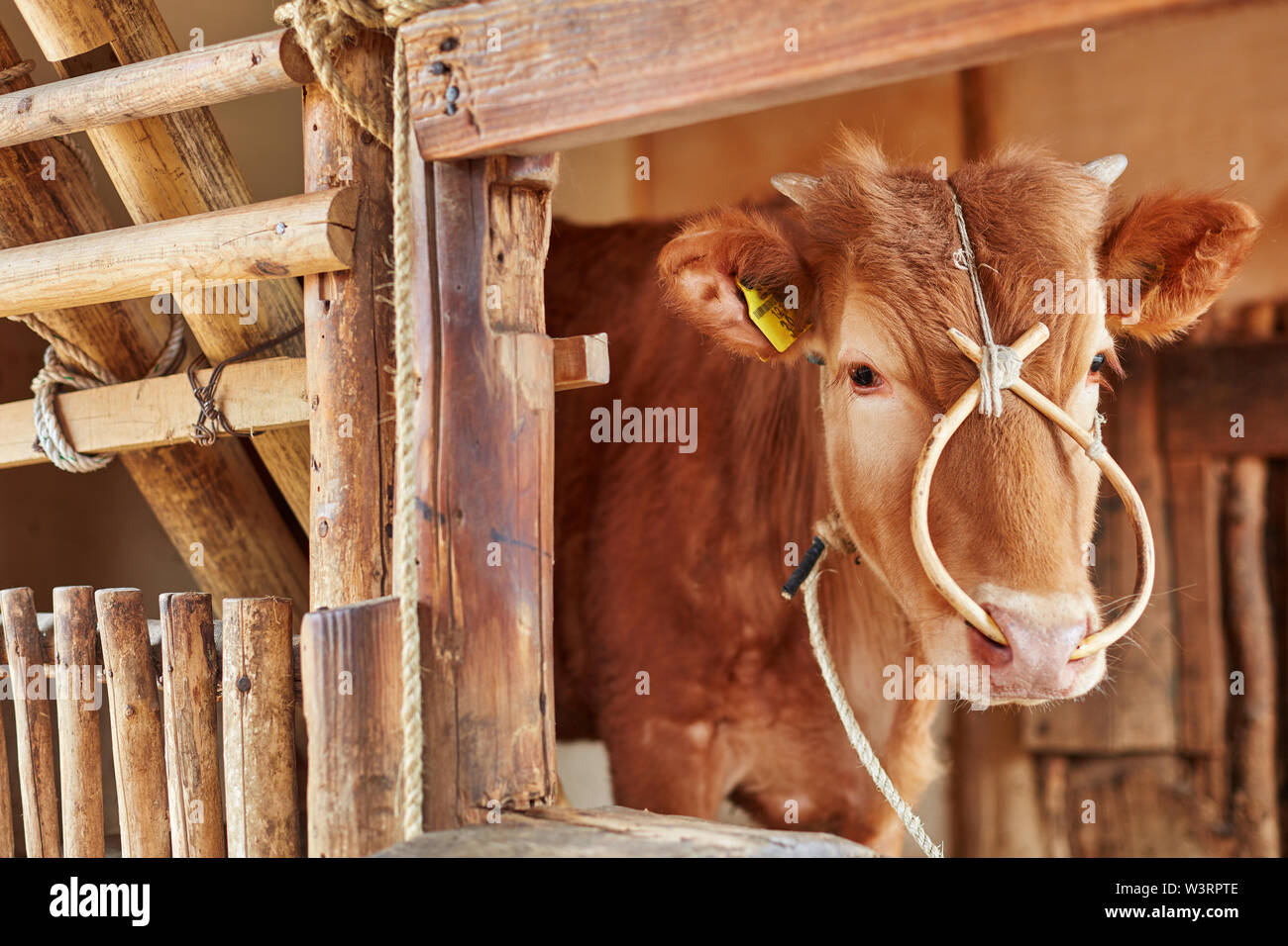 Korean cow hi-res stock photography and images - Alamy